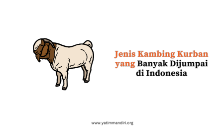 Apakah Boleh Berkurban Kambing Betina? Simak Disini